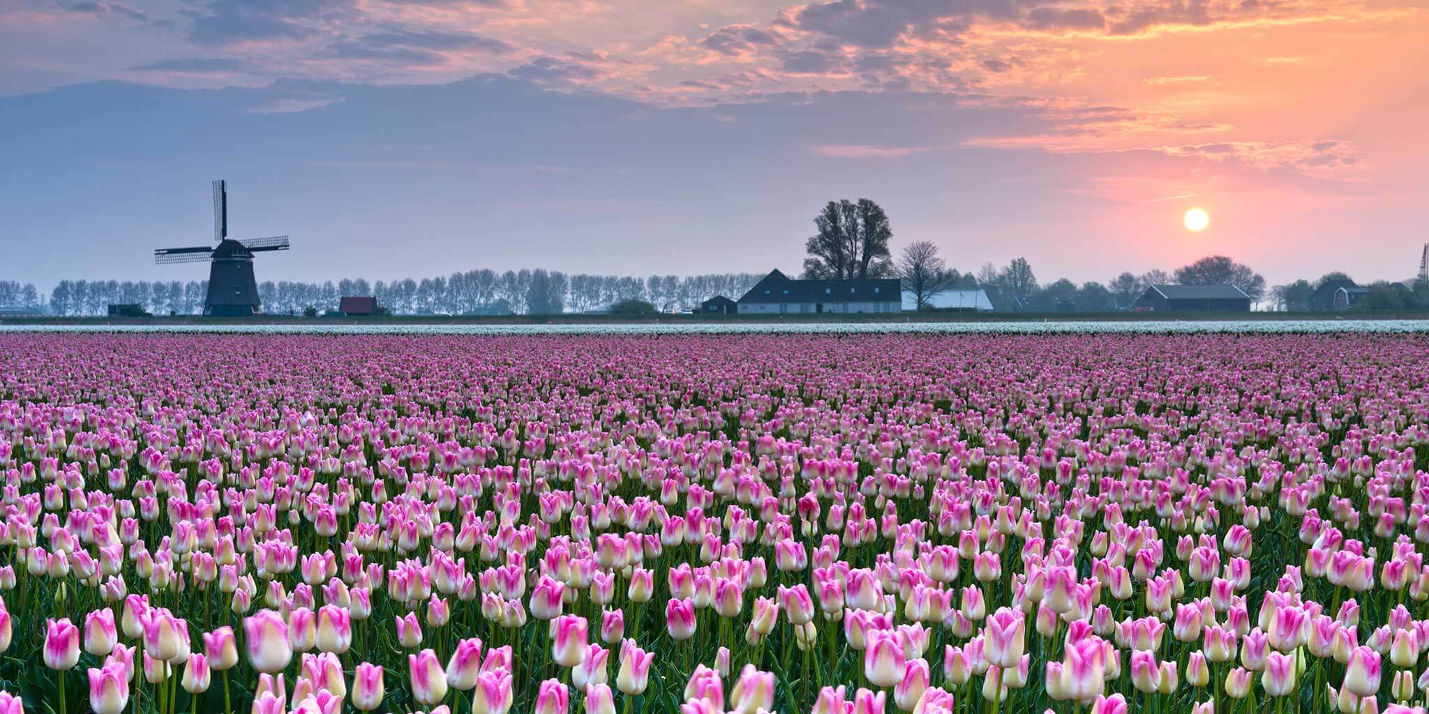 Learn Dutch in Netherlands | ESL